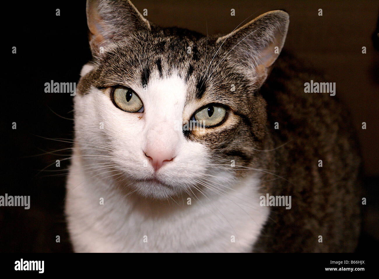macro image of domesticated cat highlighting green eyes and pupils ...