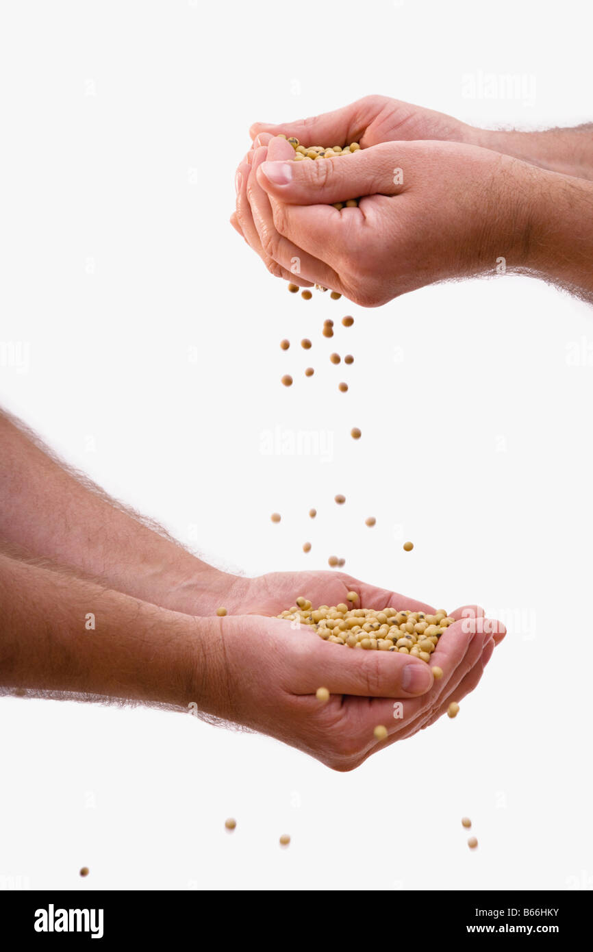 Man pouring grain to other mans hands Stock Photo - Alamy
