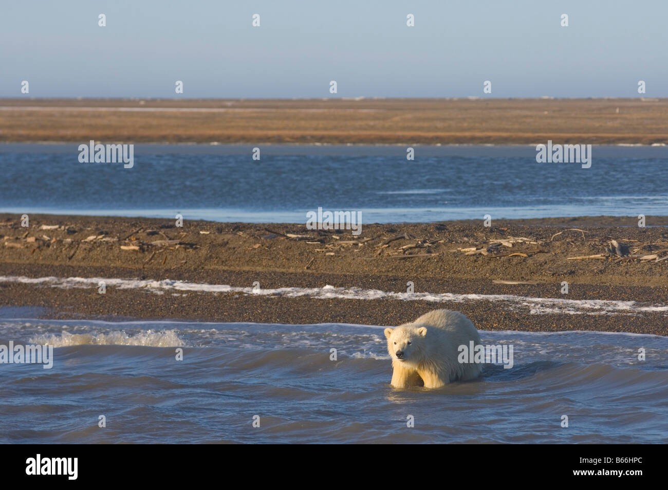 polar bear Ursus maritimus cub stranded in the surf along Bernard Spit ...