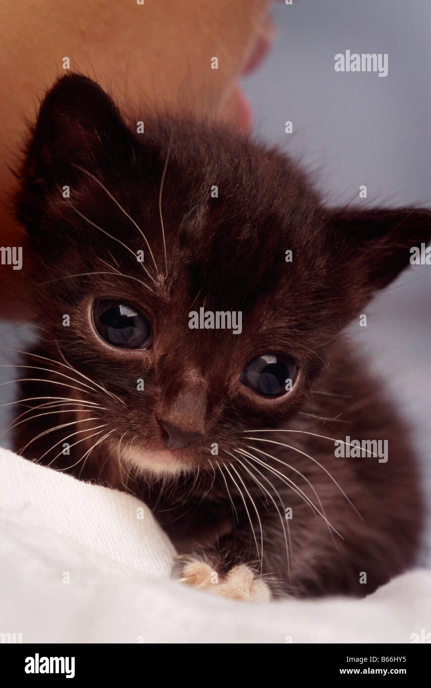 Facepalm Kitten