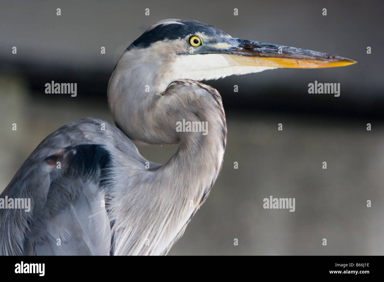 Great blue heron side view Stock Photo - Alamy