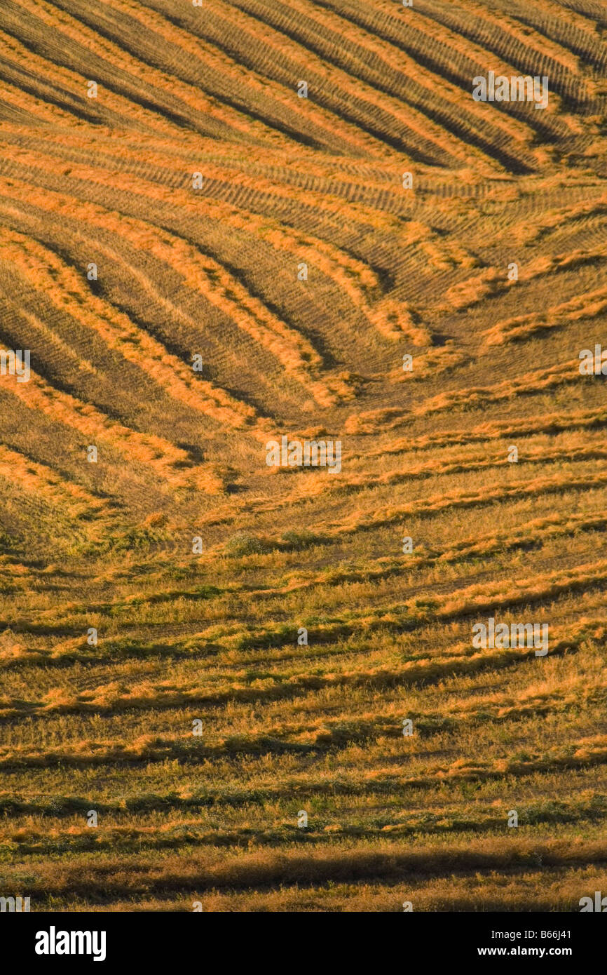 Palouse, WA, summer, hay rows, harvested Stock Photo - Alamy
