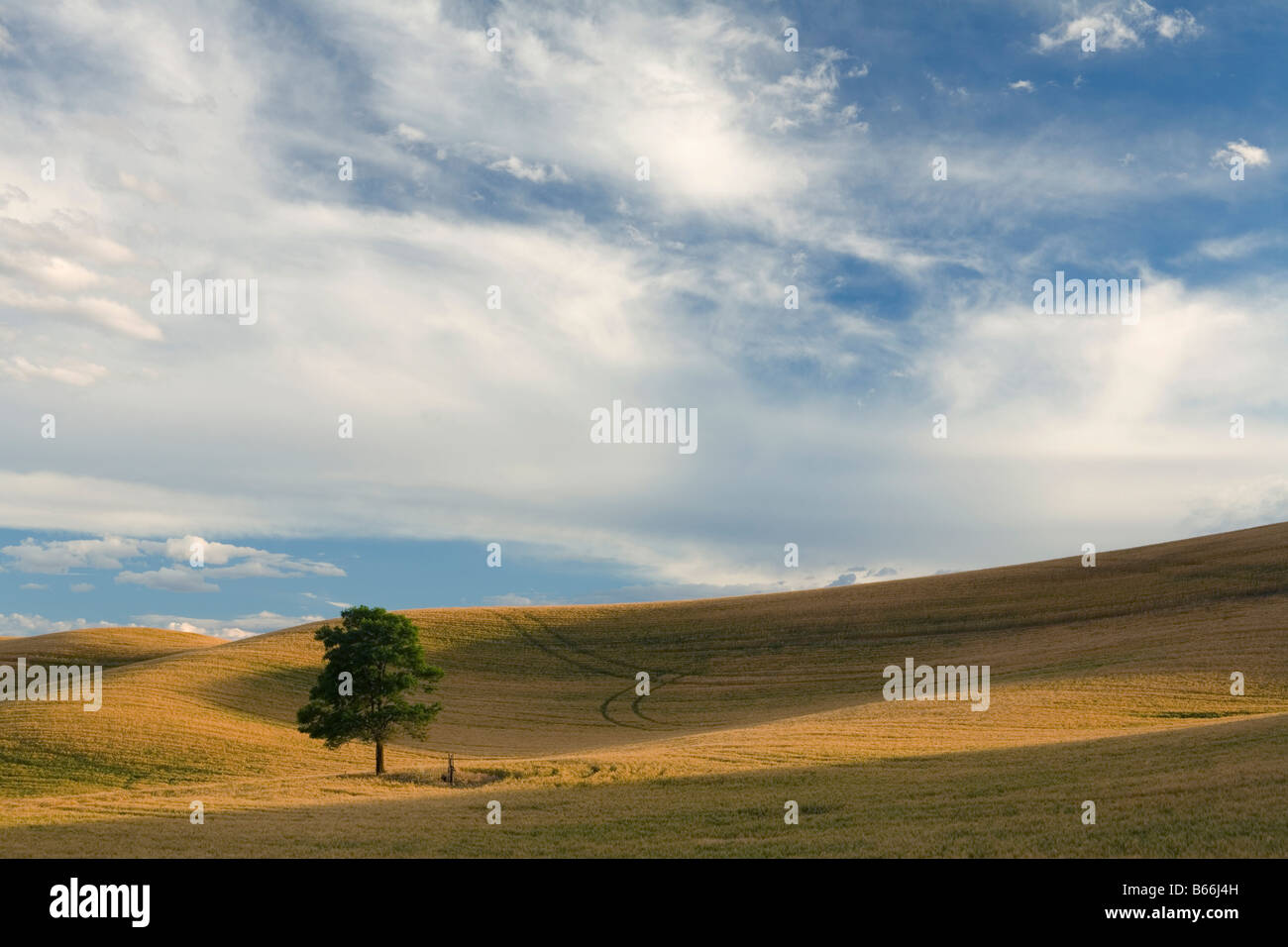 Barley Tree High Resolution Stock Photography and Images - Alamy