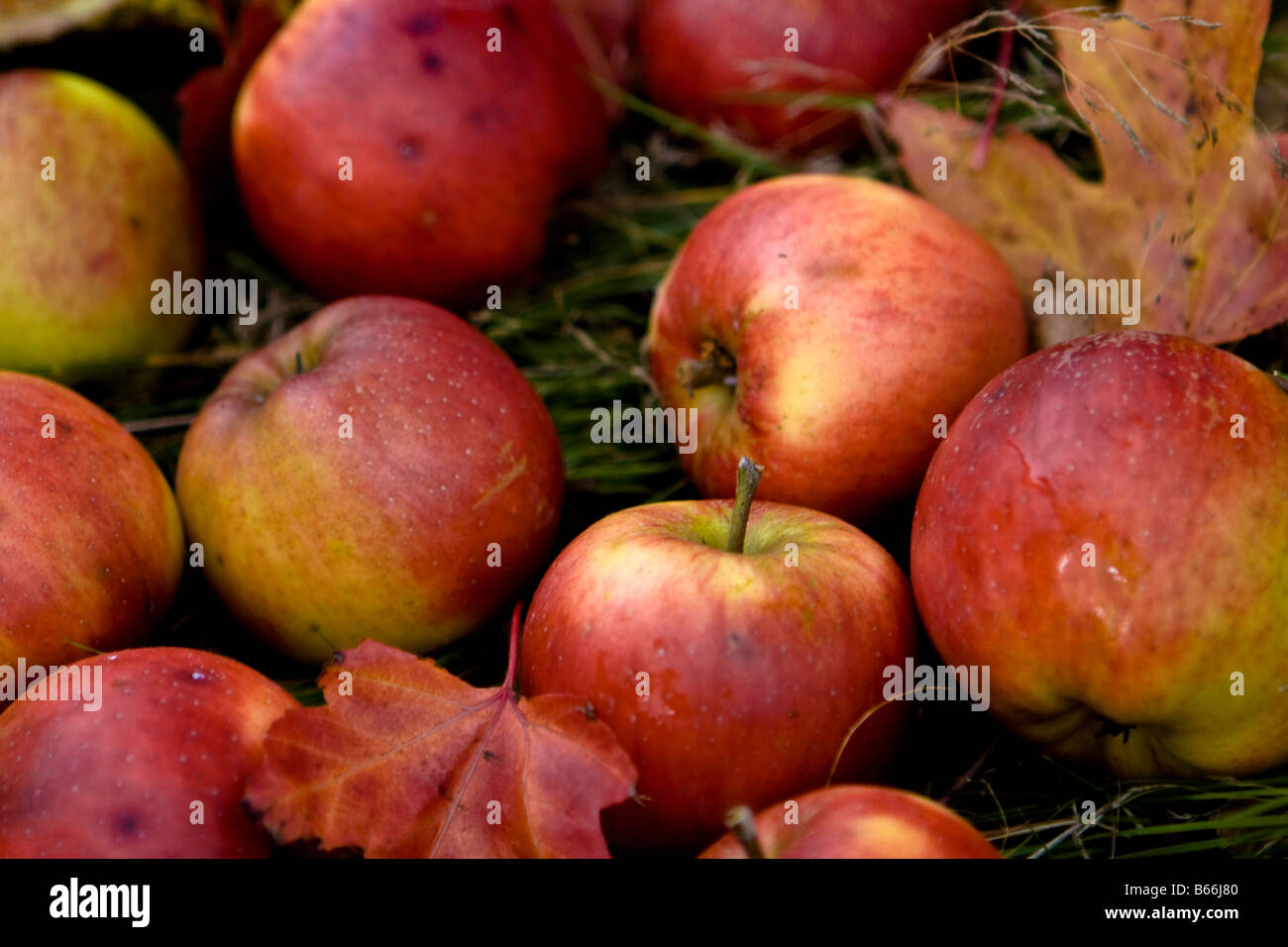 Newly fallen apples lie in a field of grass amid autumn leaves Stock ...