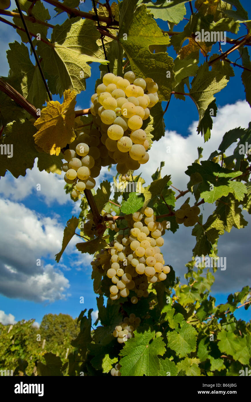 Grapes at madrona vineyards hi-res stock photography and images - Alamy