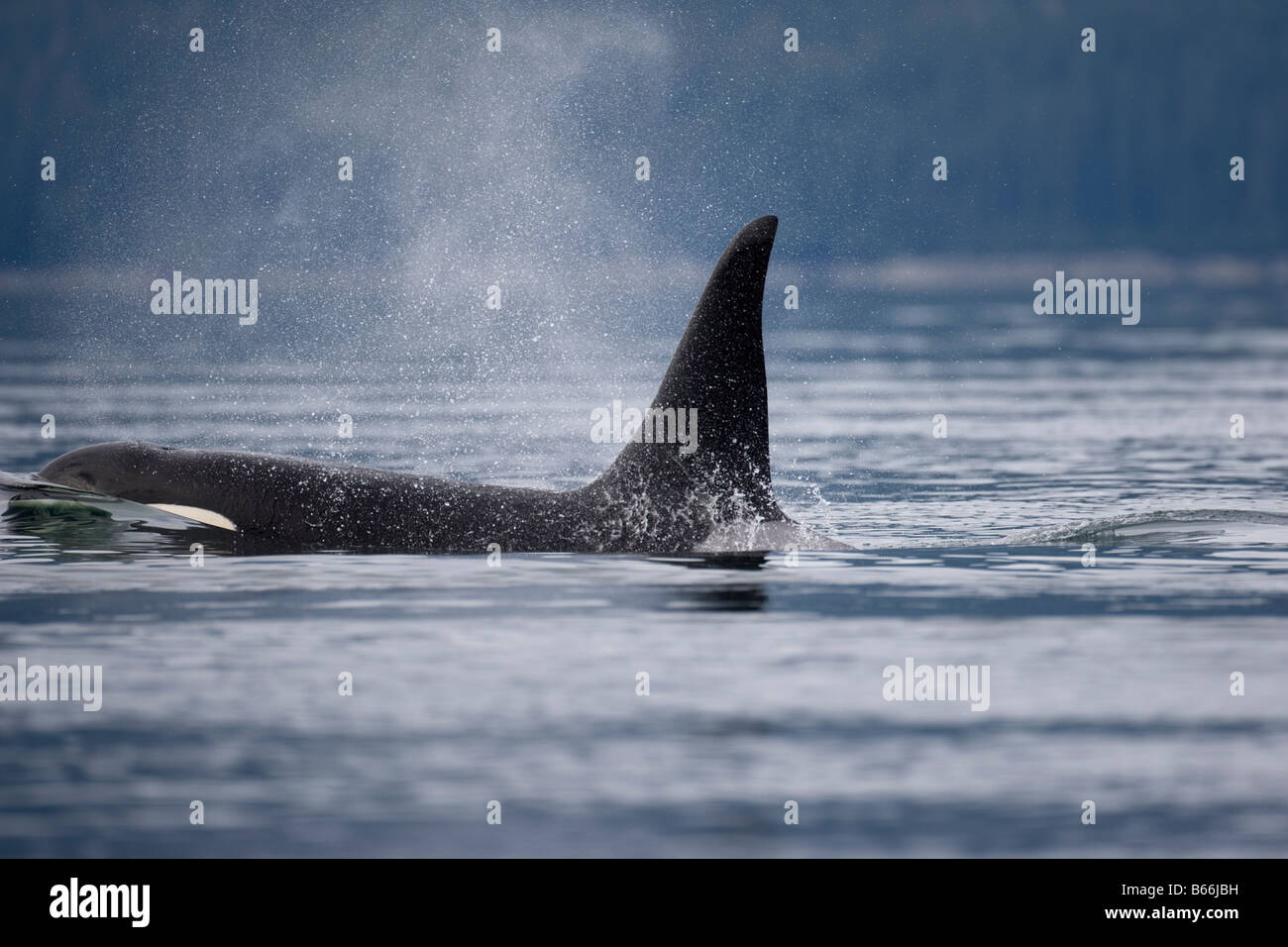 USA Alaska Juneau Killer Whale Orcinus orca surfaces to breathe while ...