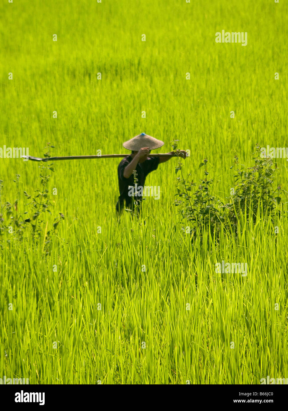 farmer in the rice field in Muang Ngoi in northern Laos Stock Photo - Alamy