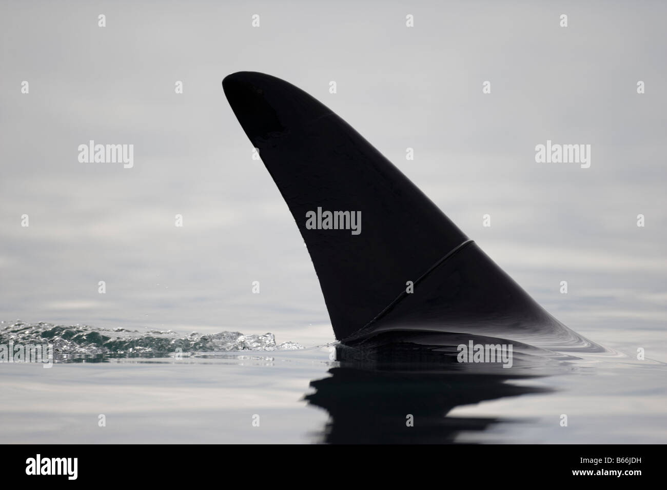 USA Alaska Juneau Close up view of Killer Whale s tail Orcinus orca ...