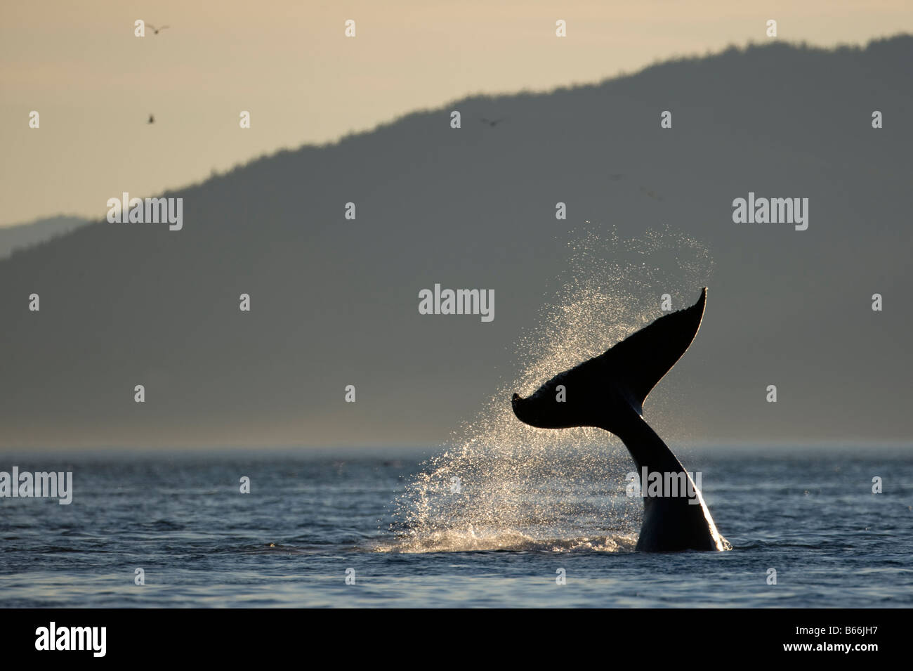 USA Alaska Humpback Whale Megaptera novaengliae slapping tail while ...