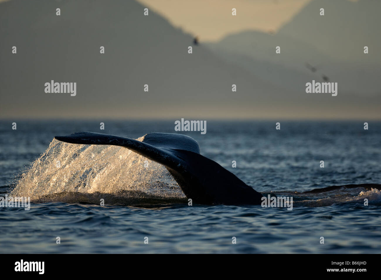 USA Alaska Humpback Whale Megaptera novaengliae raises tail while ...