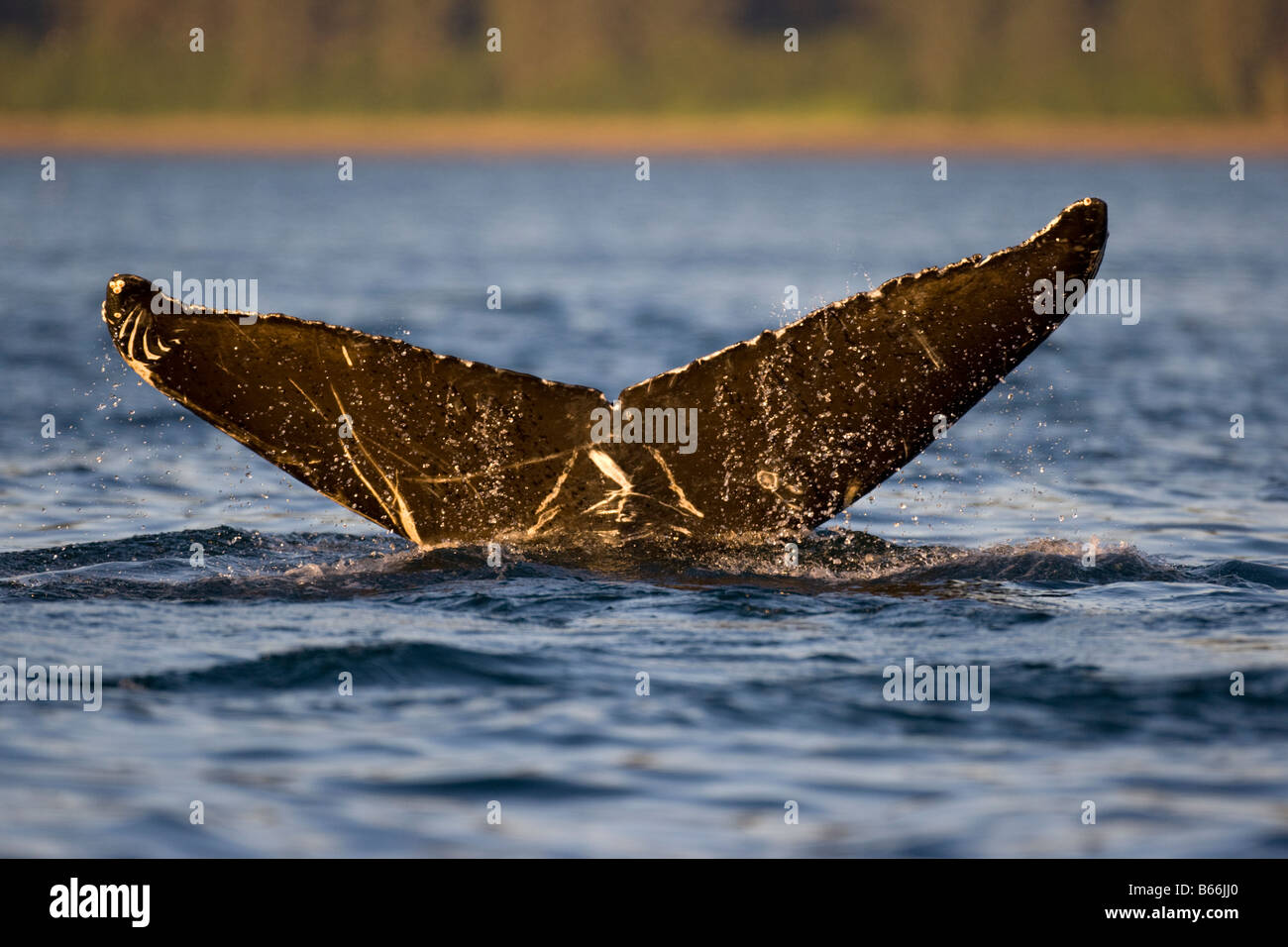 USA Alaska Humpback Whale Megaptera novaengliae raises tail while ...