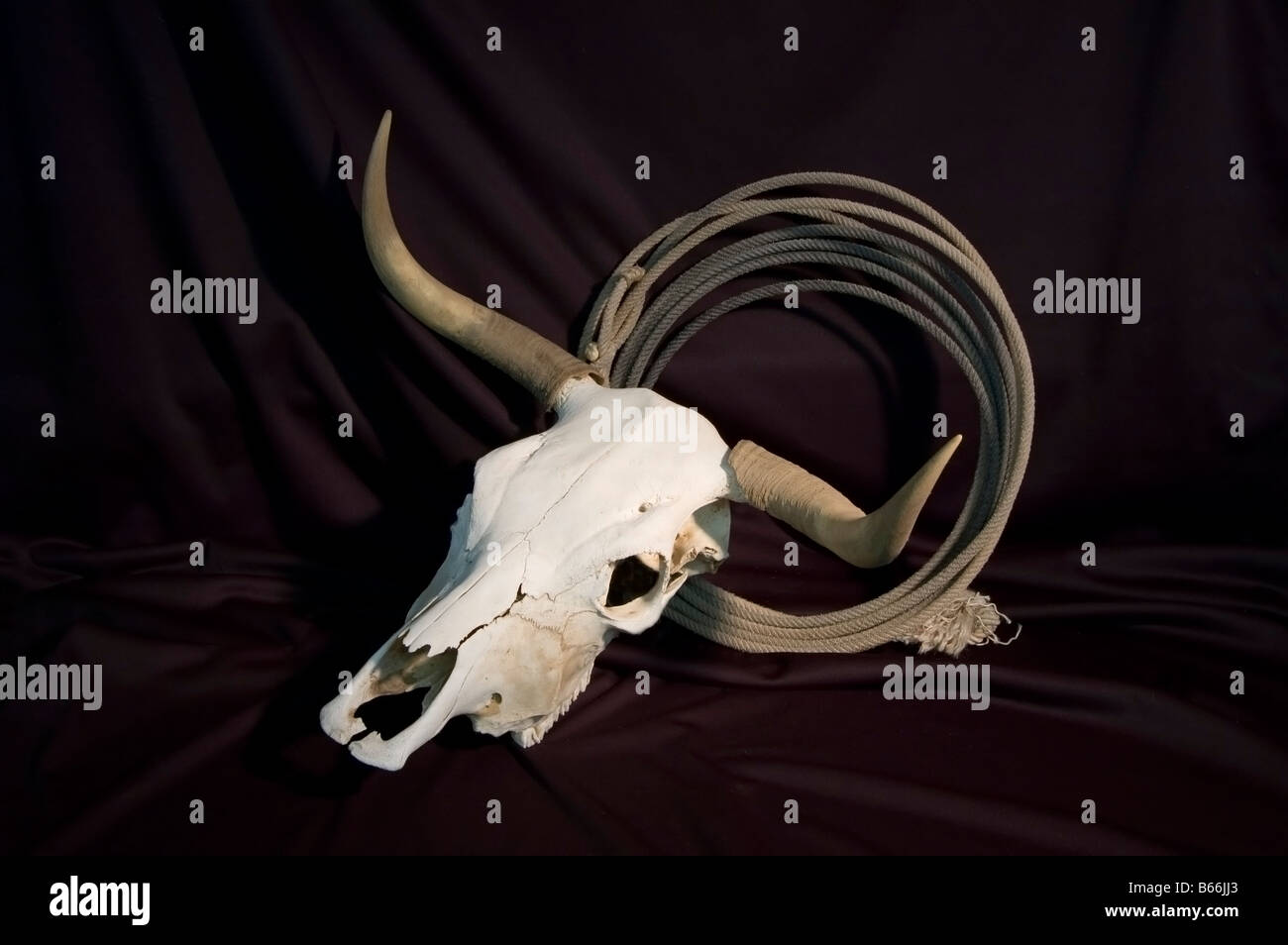 A bleached steer skull with horns and a coil of rope on a black ...