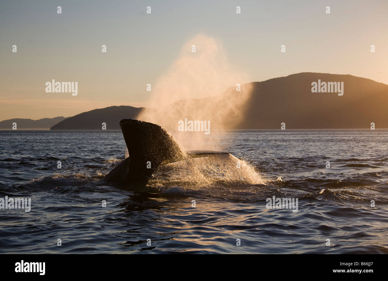 USA Alaska Humpback Whale Megaptera novaengliae raises tail while ...