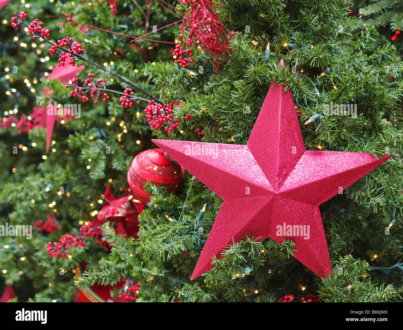 Red spruce hi-res stock photography and images - Alamy