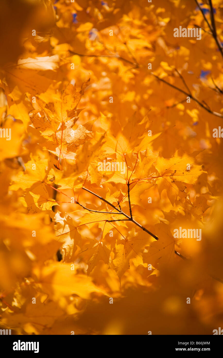 Autumn colored tree leaves Stock Photo - Alamy