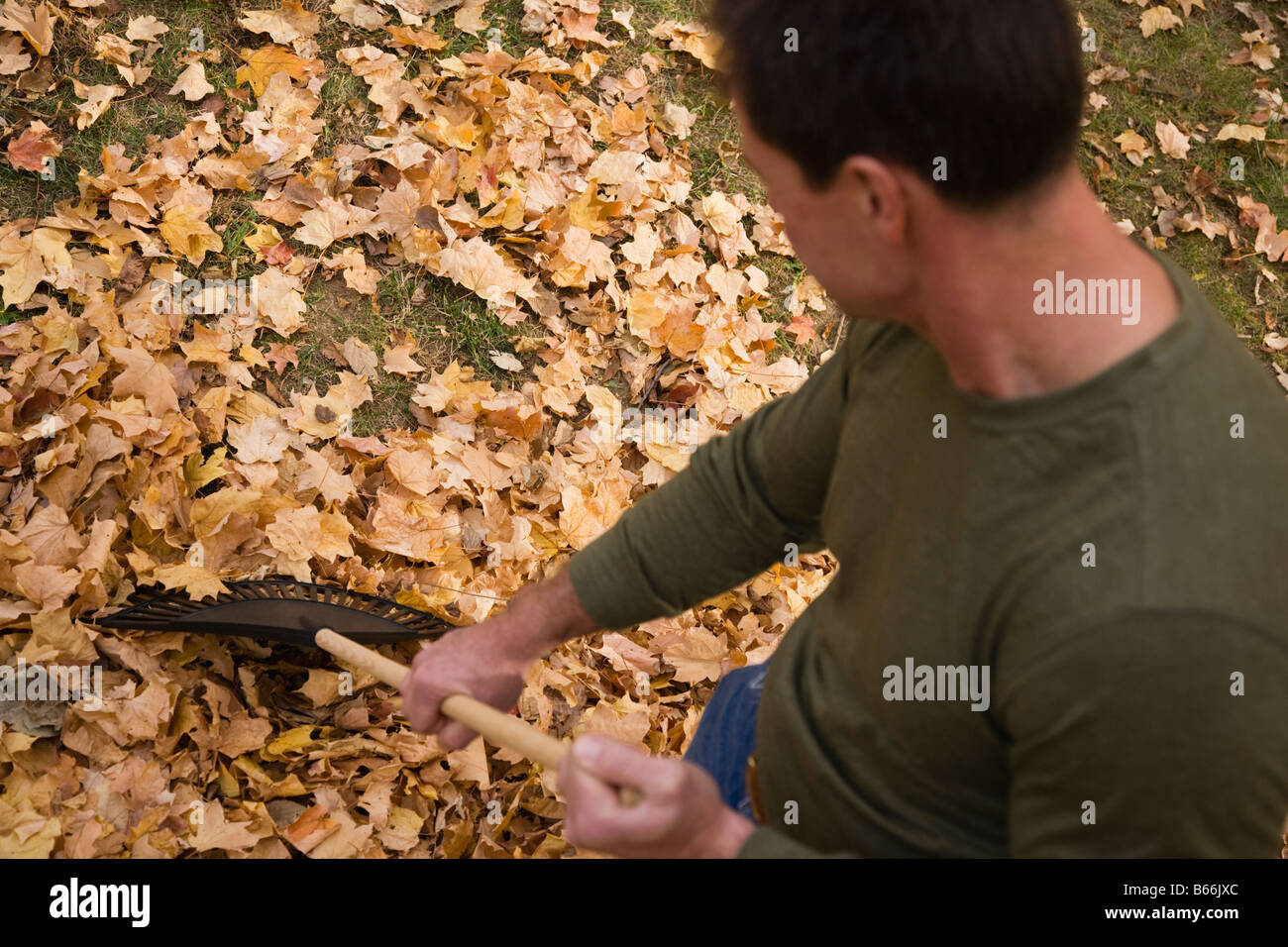 Man raking autumn leaves, elevated view Stock Photo - Alamy