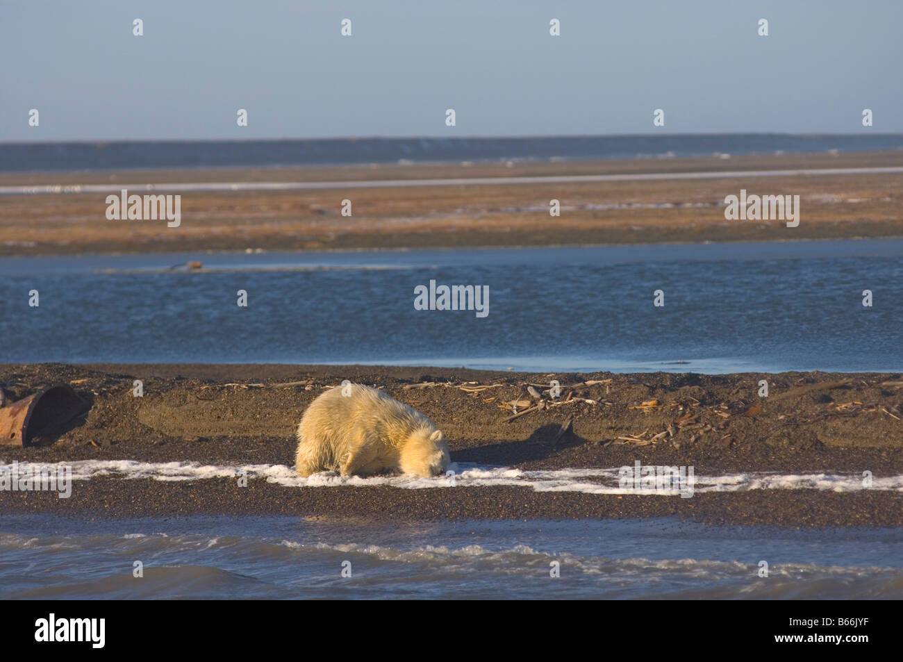 polar bear Ursus maritimus cub rolling around along Bernard Spit in the ...