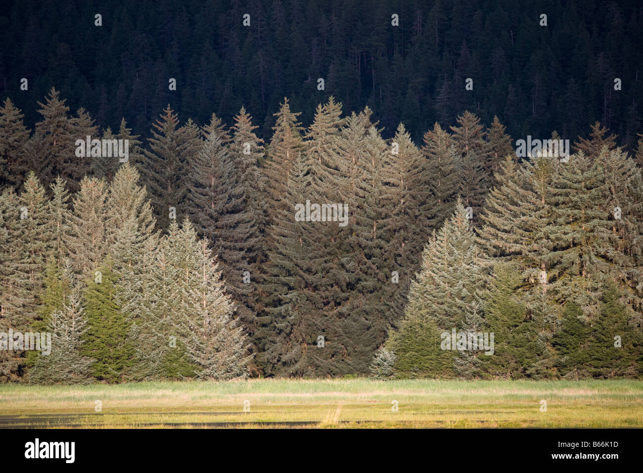 USA Alaska Tenakee Springs Setting sun lights rainforest along Tenakee ...