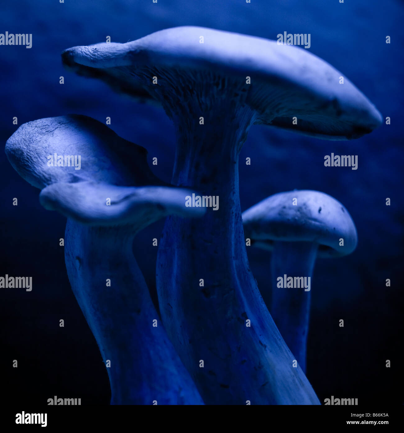 Moon lit blue foot mushroom Stock Photo - Alamy