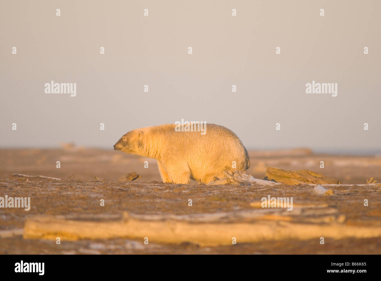 polar bear Ursus maritimus sow on Bernard Spit waiting for fall freeze ...