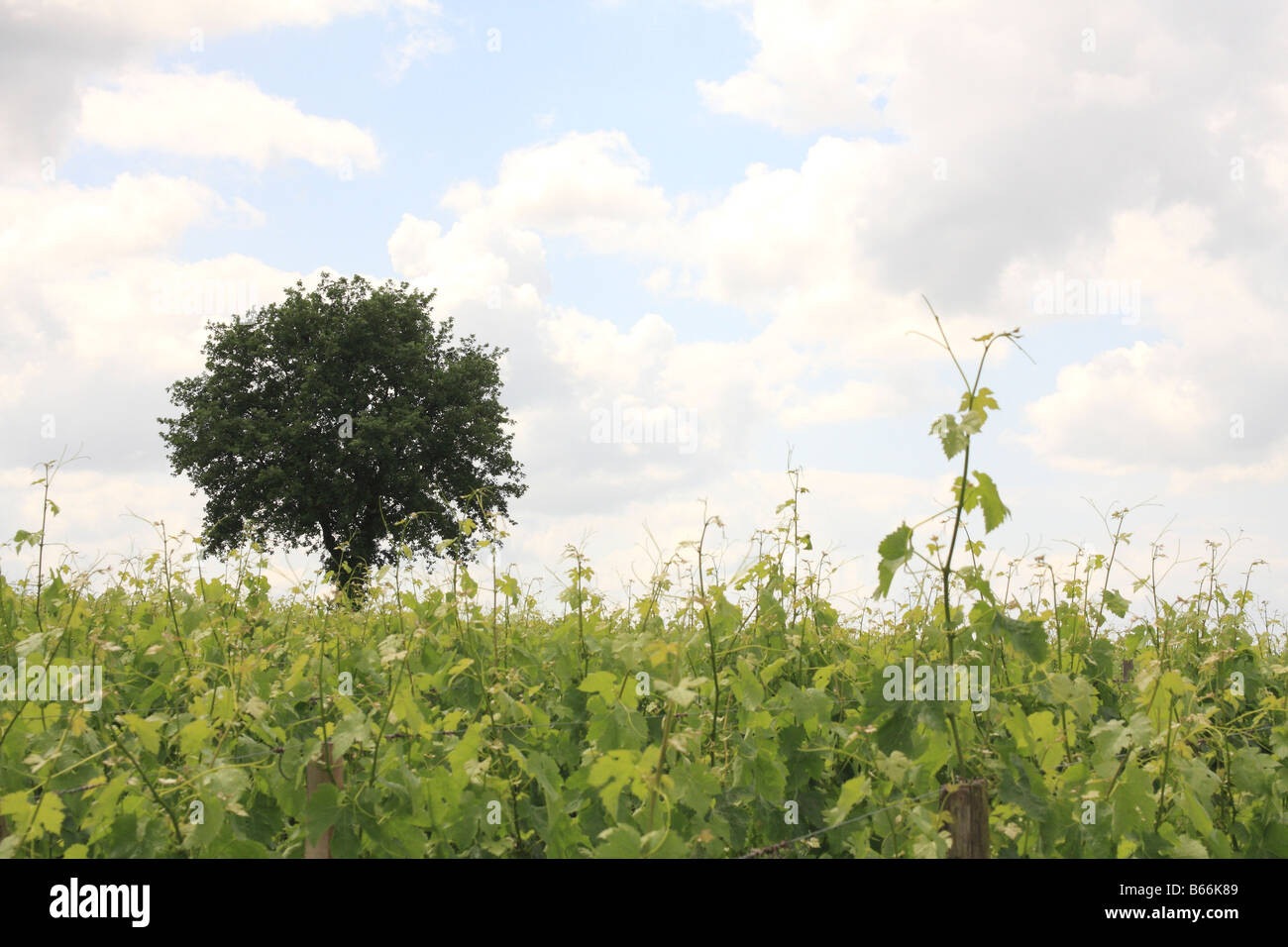 French Vineyard Stock Photos & French Vineyard Stock Images - Alamy