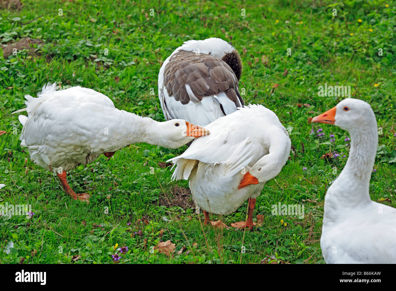 Goose pasture on green grass, Kolodnoe Zakarpattia Oblast ...