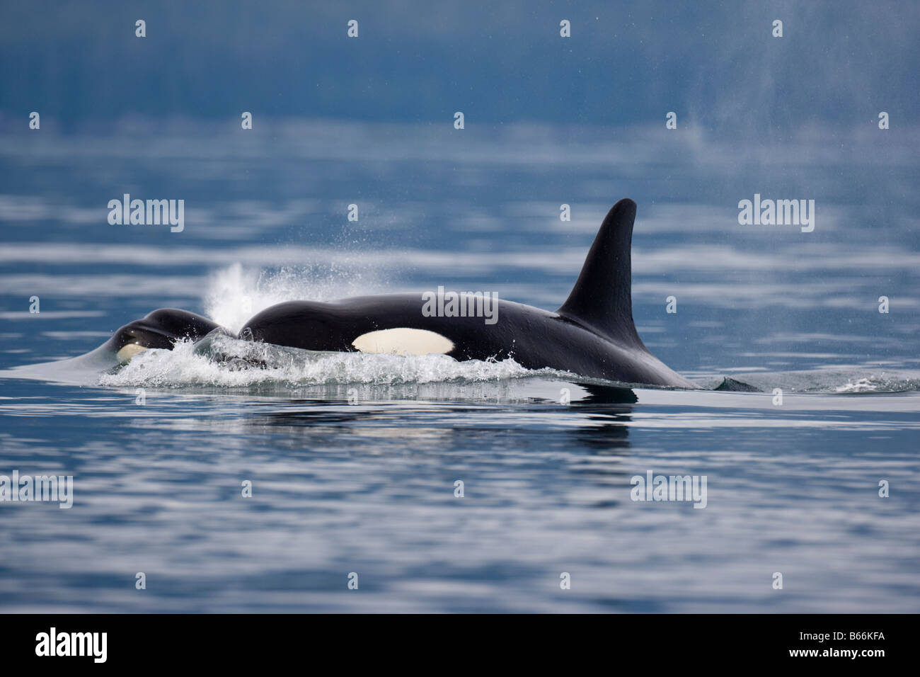 USA Alaska Juneau Killer Whales Orcinus orca surface to breathe while ...