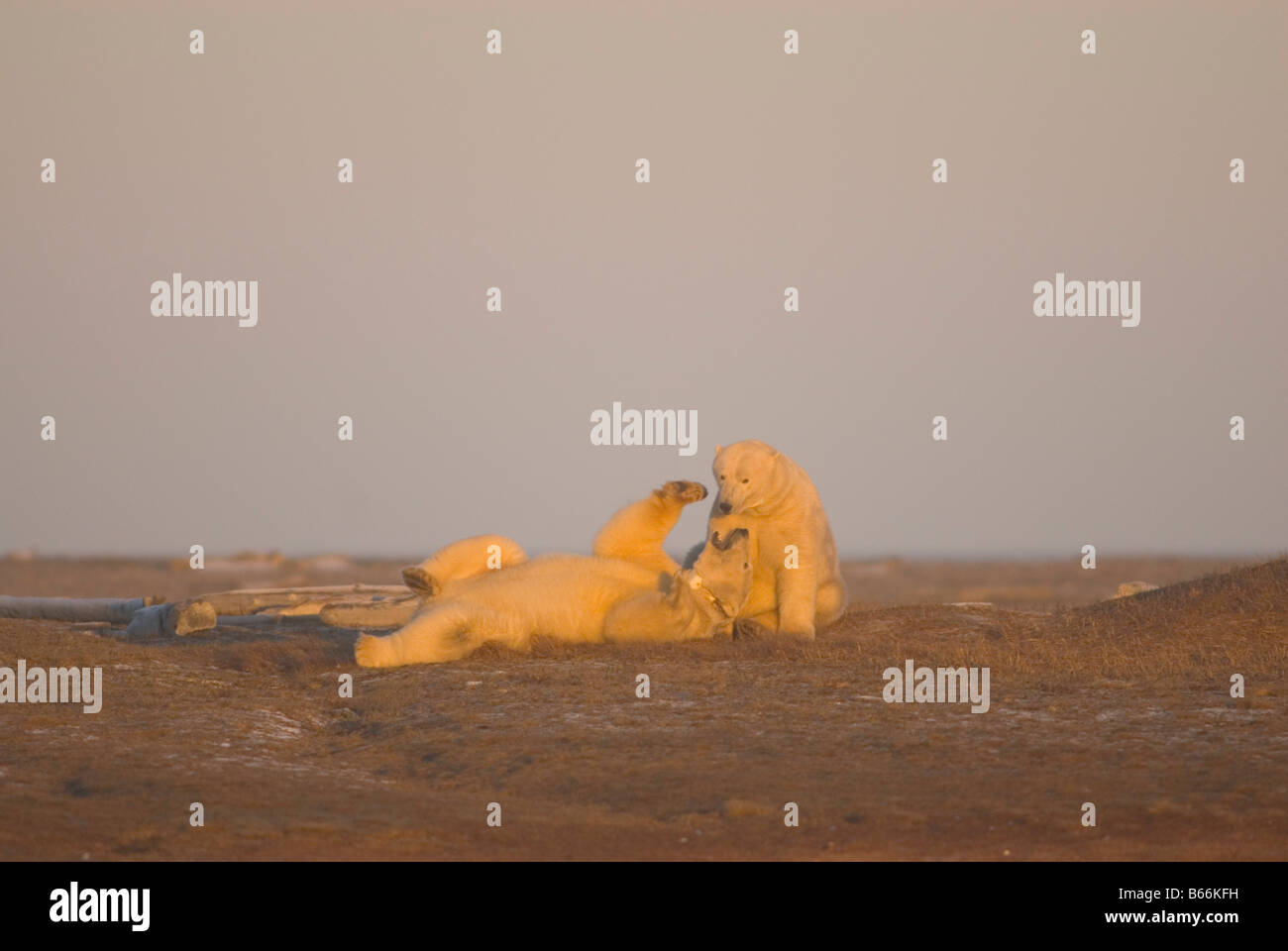 Polar bear icon global hi-res stock photography and images - Alamy