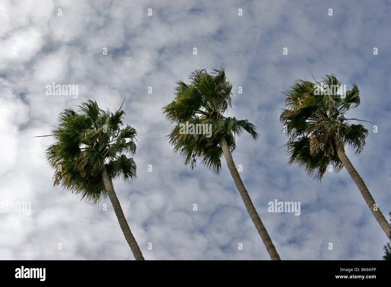 Slanted tree hi-res stock photography and images - Alamy