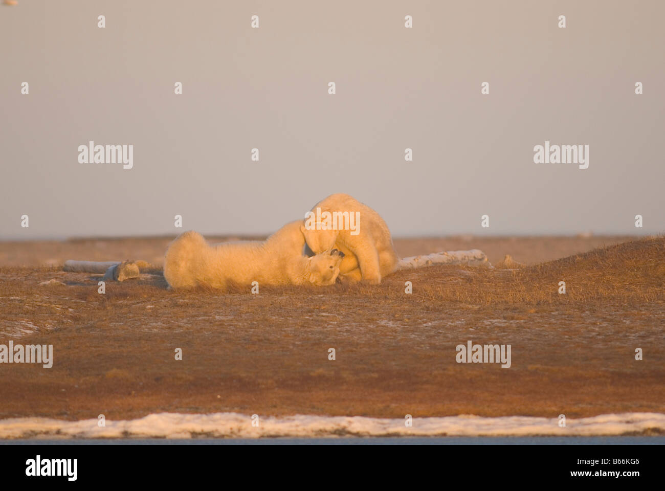 polar bears Ursus maritimus pair of sows play on Bernard Spit as they ...