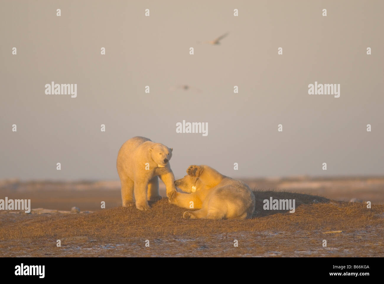 polar bears Ursus maritimus pair of sows play on Bernard Spit as they ...
