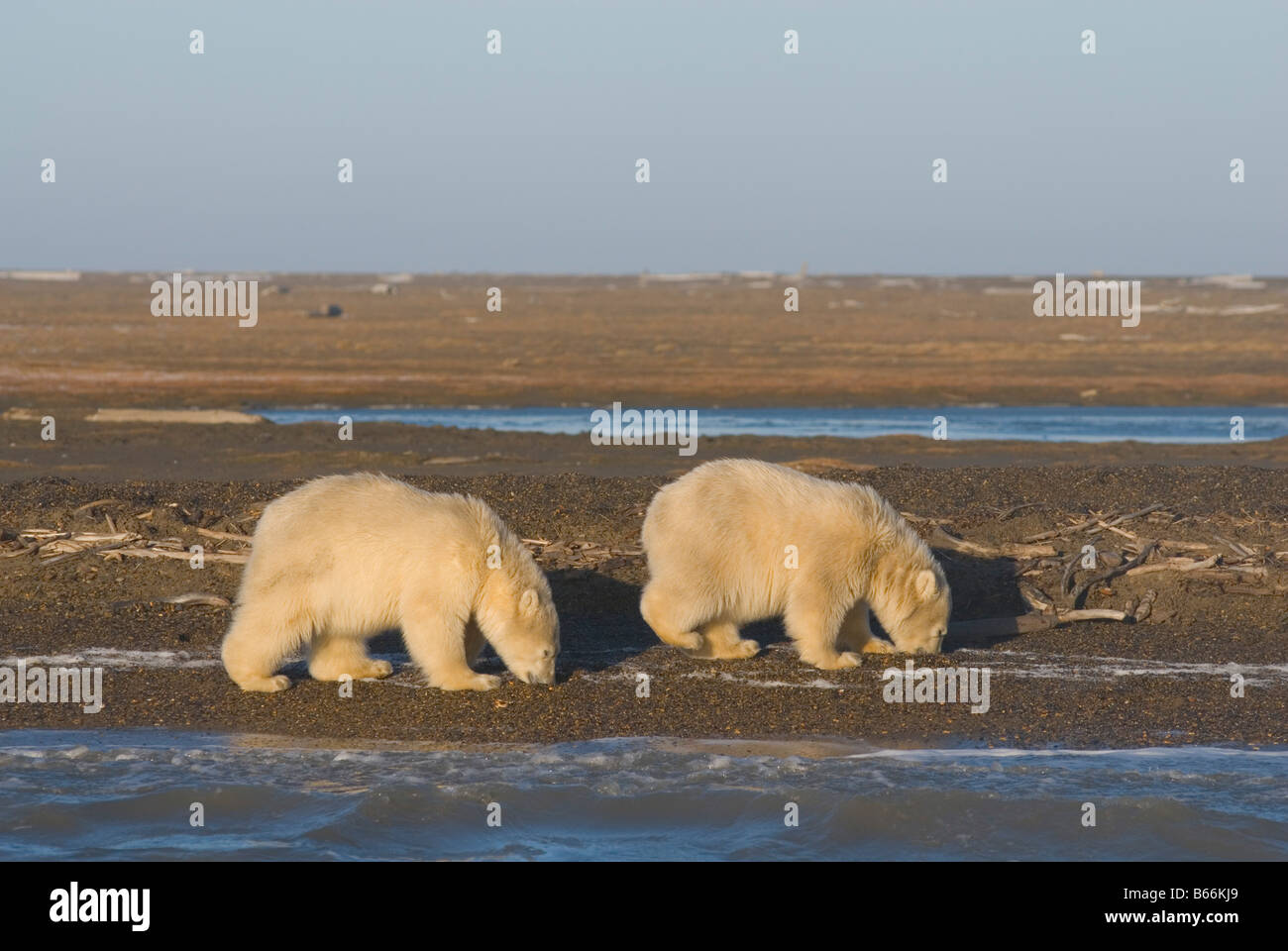 polar bears Ursus maritimus pair of spring cubs stranded looking for ...