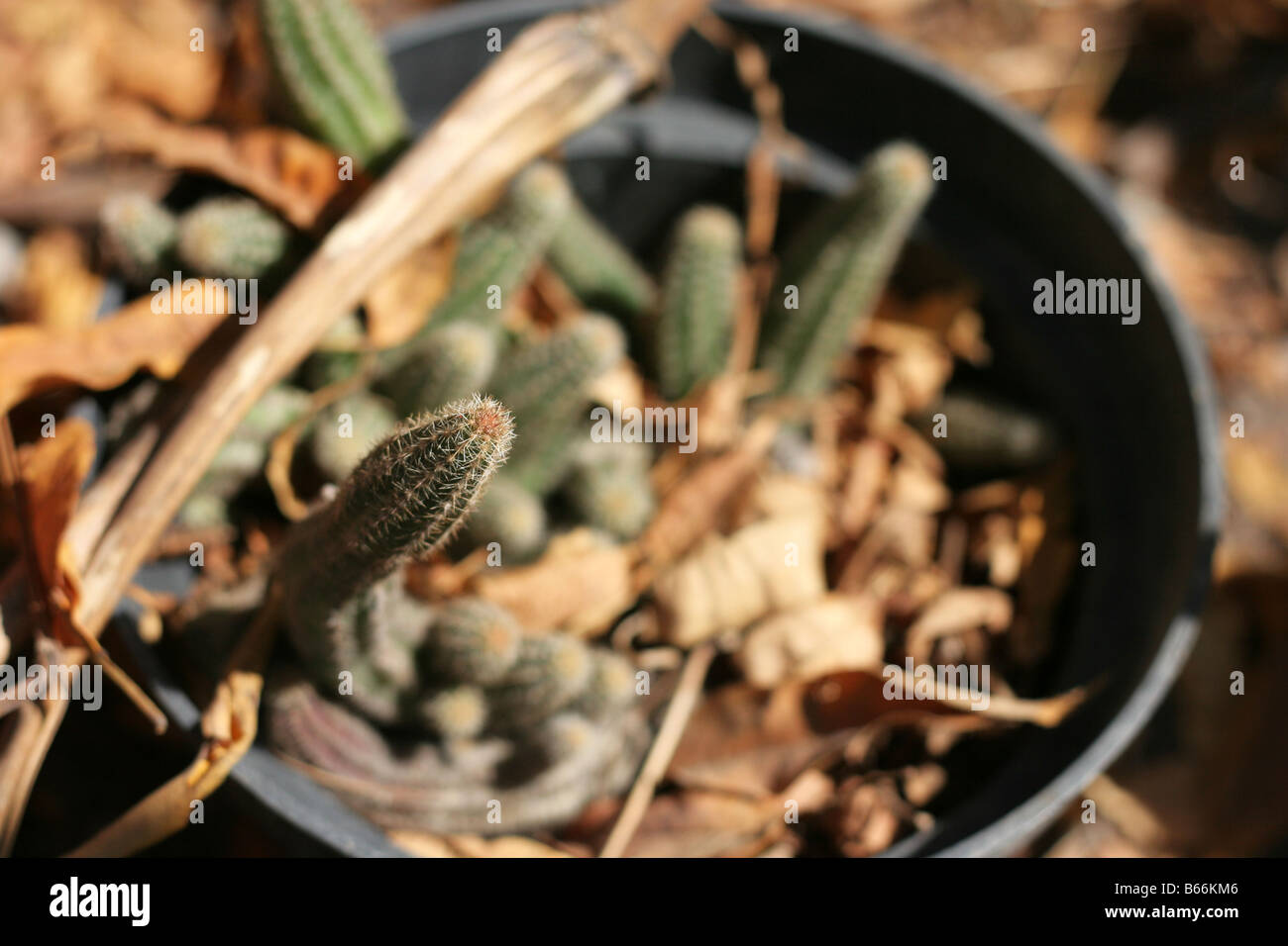 Dwarf cactus hi-res stock photography and images - Alamy