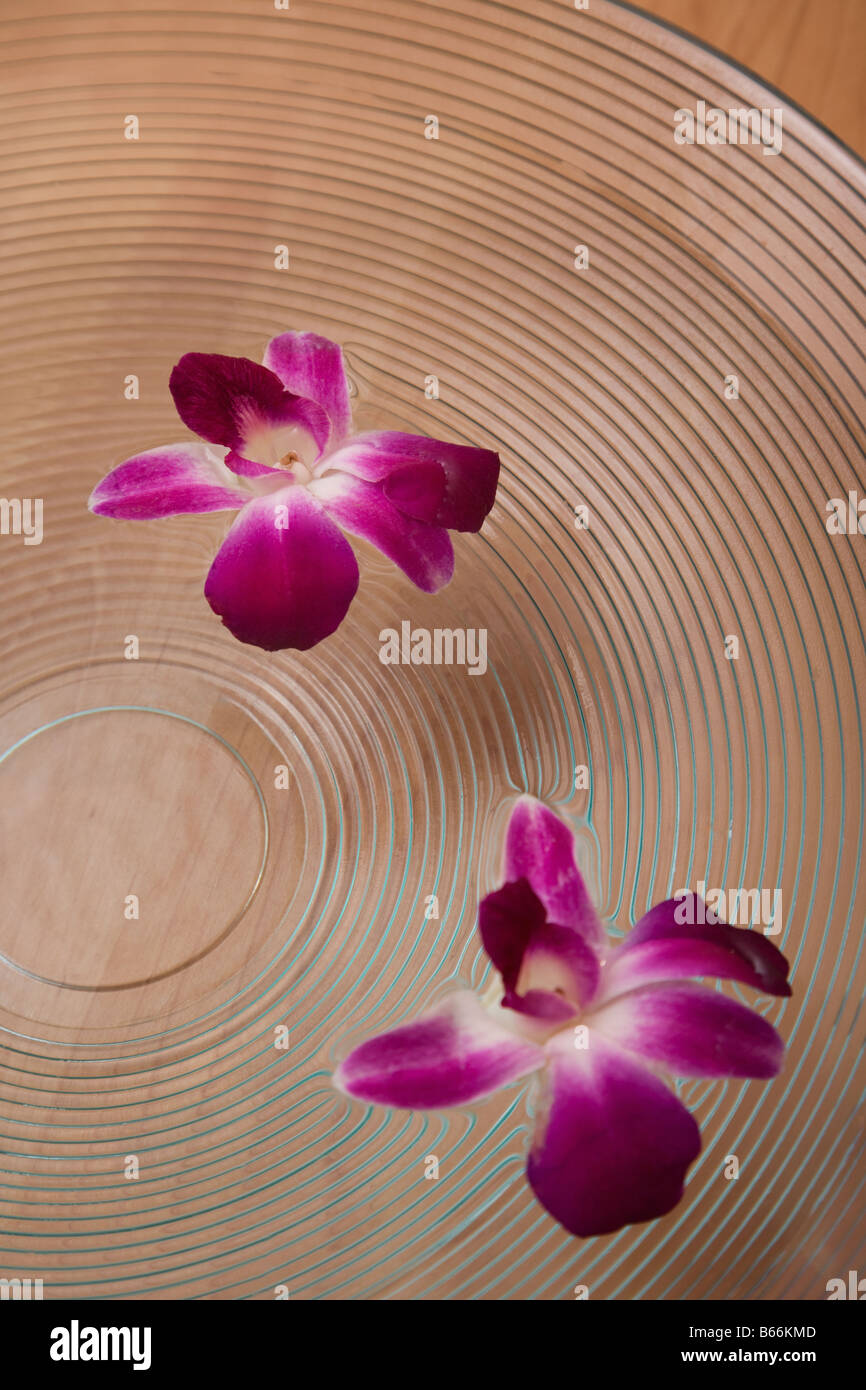 Two purple orchids floating on water in glass bowl Stock Photo - Alamy