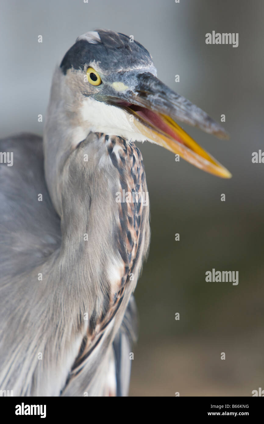 Bird beak open hi-res stock photography and images - Alamy