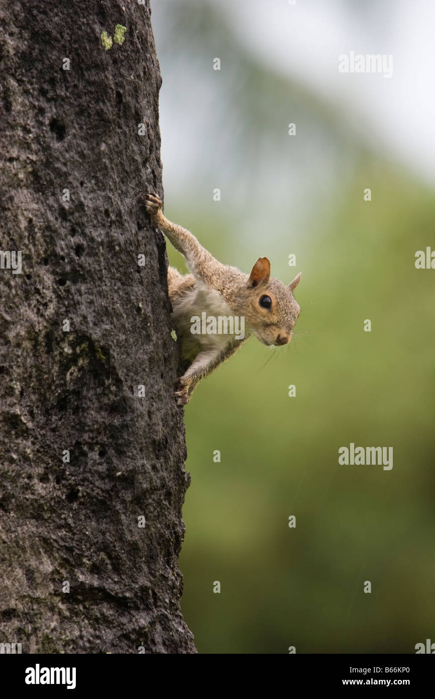 Squirrel hiding behind tree hi-res stock photography and images - Alamy