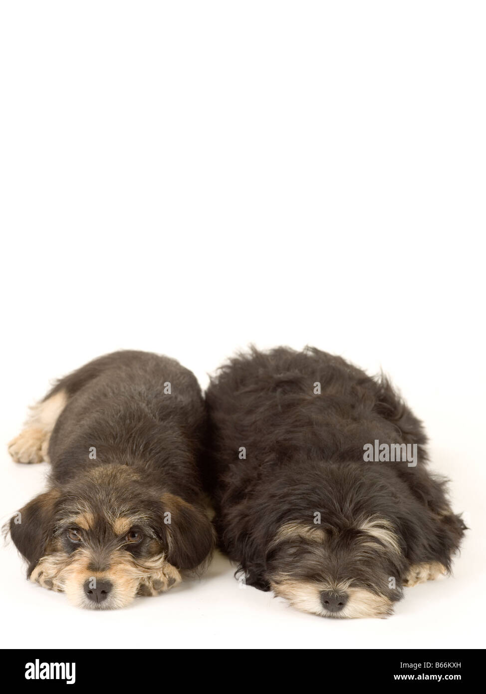 Two cute puppies brothers isolated on white Stock Photo - Alamy