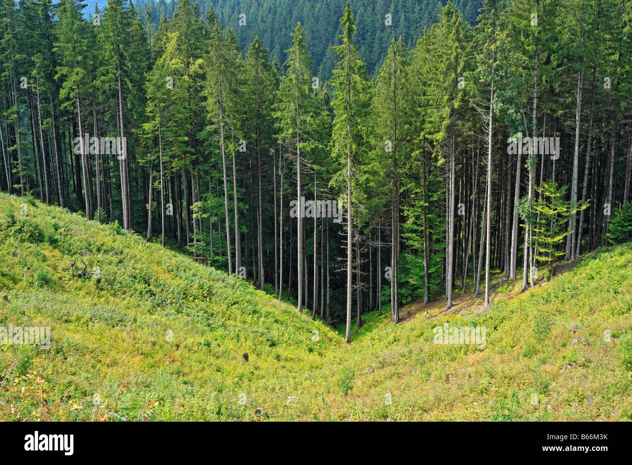Carpathians, Zakarpattia Oblast (Transcarpathian, Transcarpathia ...