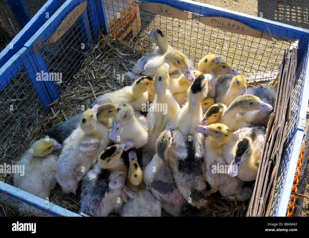 Live poultry market hi-res stock photography and images - Alamy