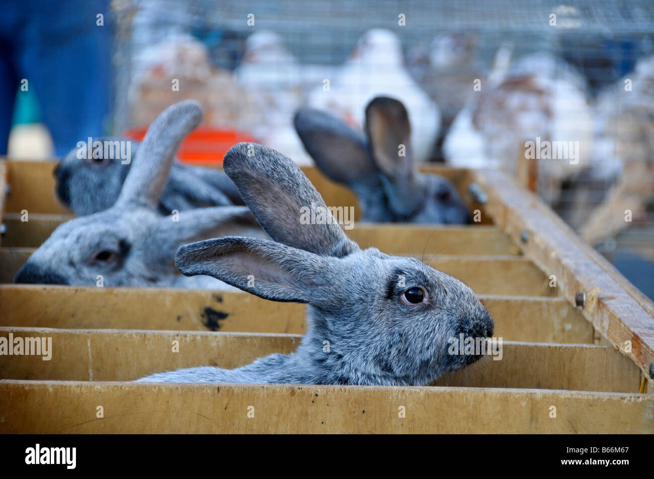 Market of rabbits alive Stock Photo - Alamy