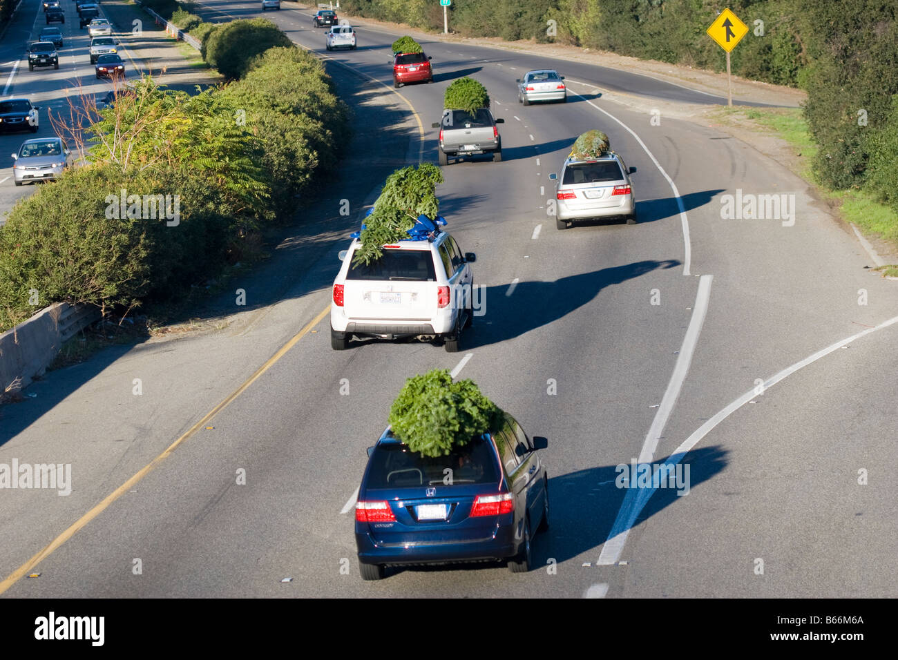 Cars and SUVs driving on the highway with Christmas trees tied to their ...