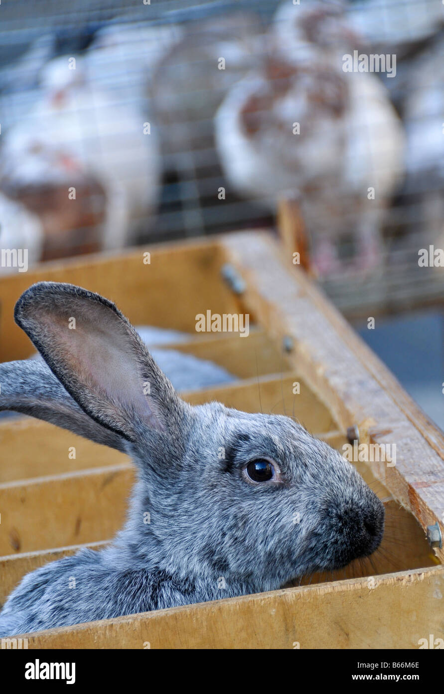 Rabbit market hi-res stock photography and images - Alamy