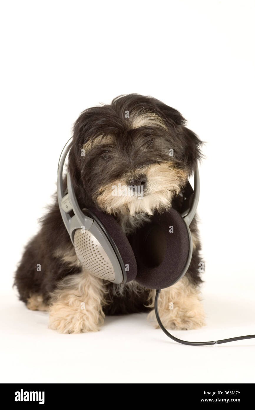 puppy listening to music with headphones Stock Photo - Alamy