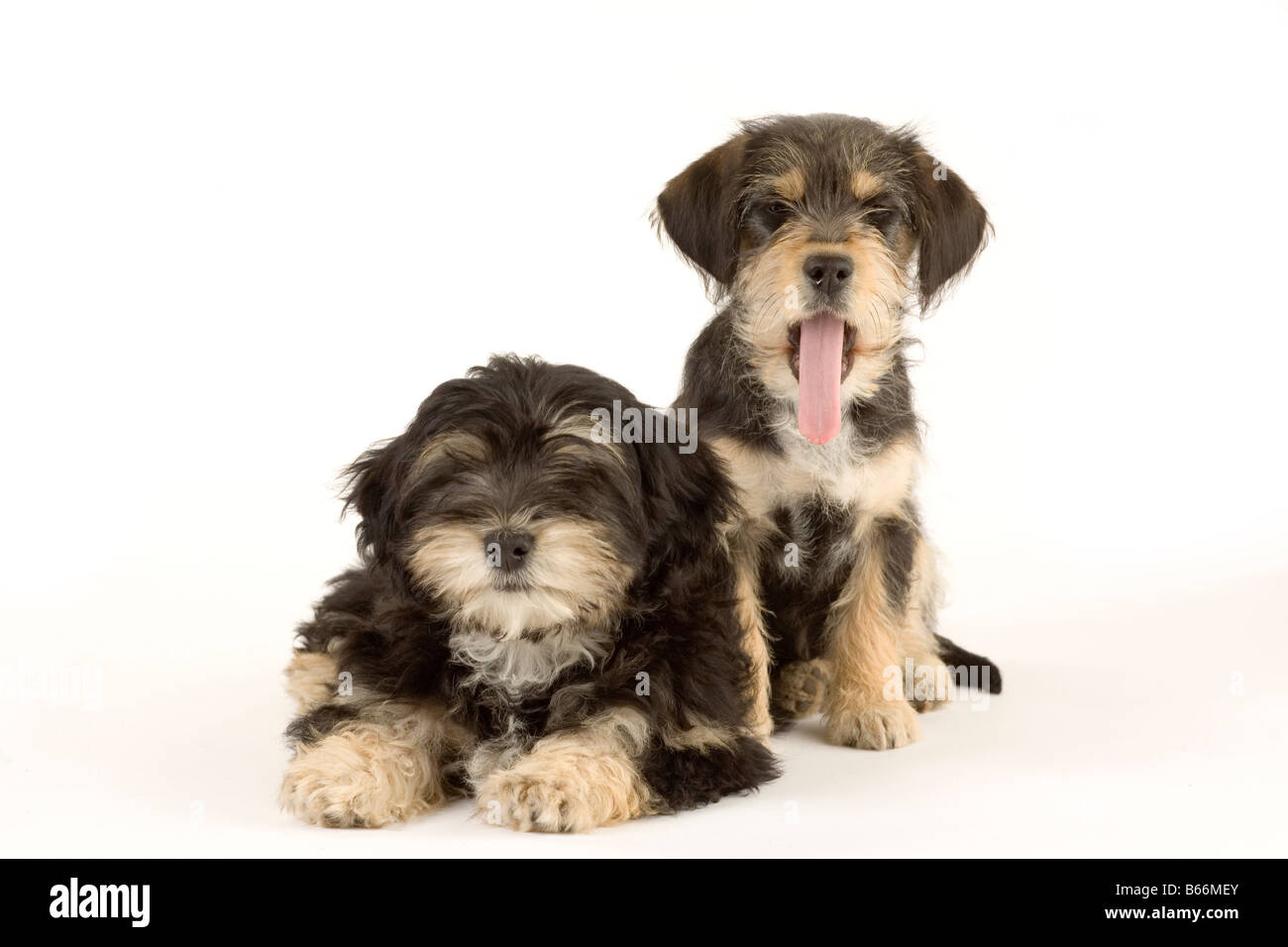 Two cute puppies brothers isolated on white Stock Photo - Alamy