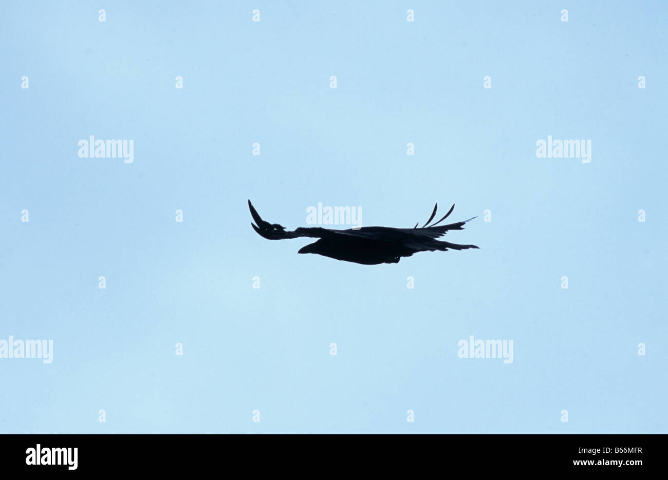 Raven bird in flight, Canadian Stock Photo - Alamy