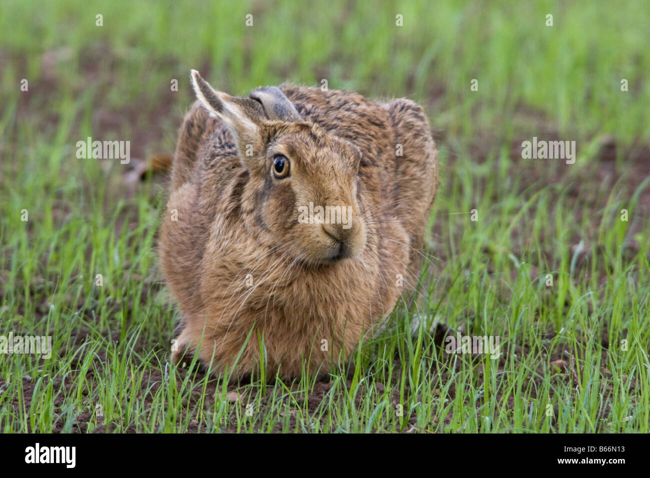 Brown Hare Lepus capensis at rest in a winter wheat corn field Stock ...