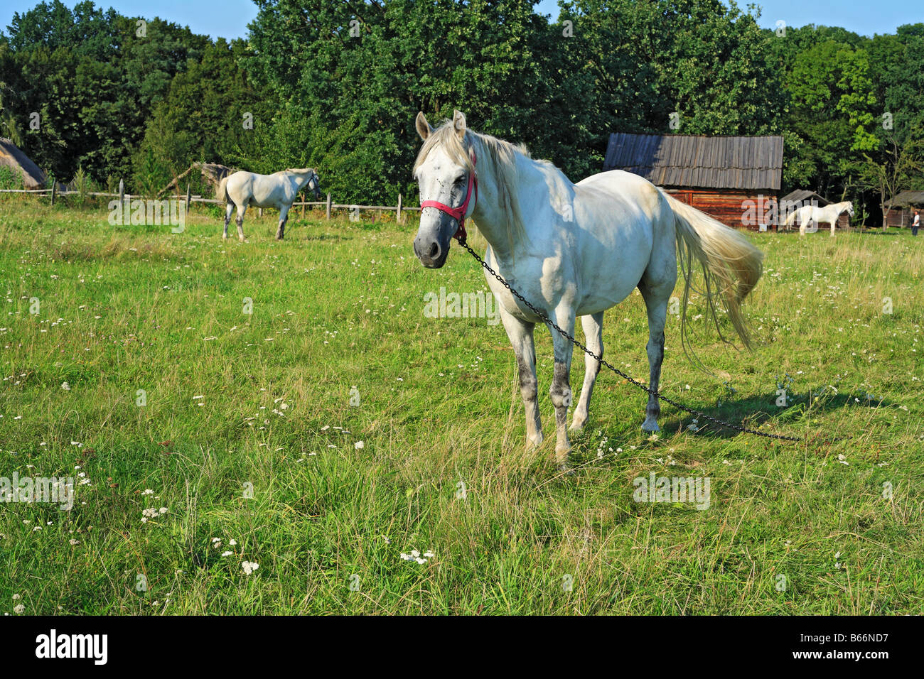 White horse, Pirogovo (Pyrohiv), open air museum of national ...