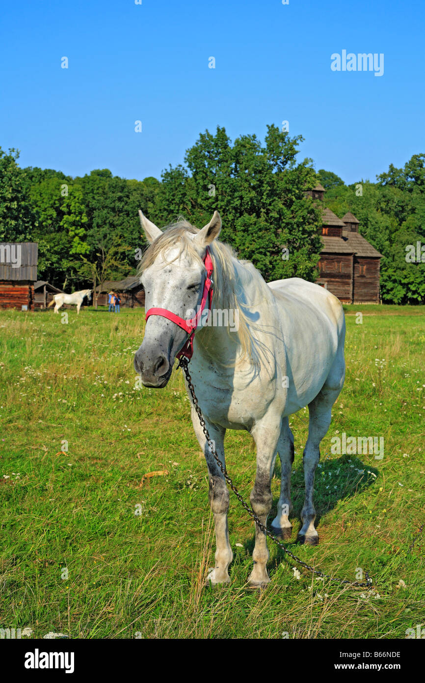 White horse, Pirogovo (Pyrohiv), open air museum of national ...