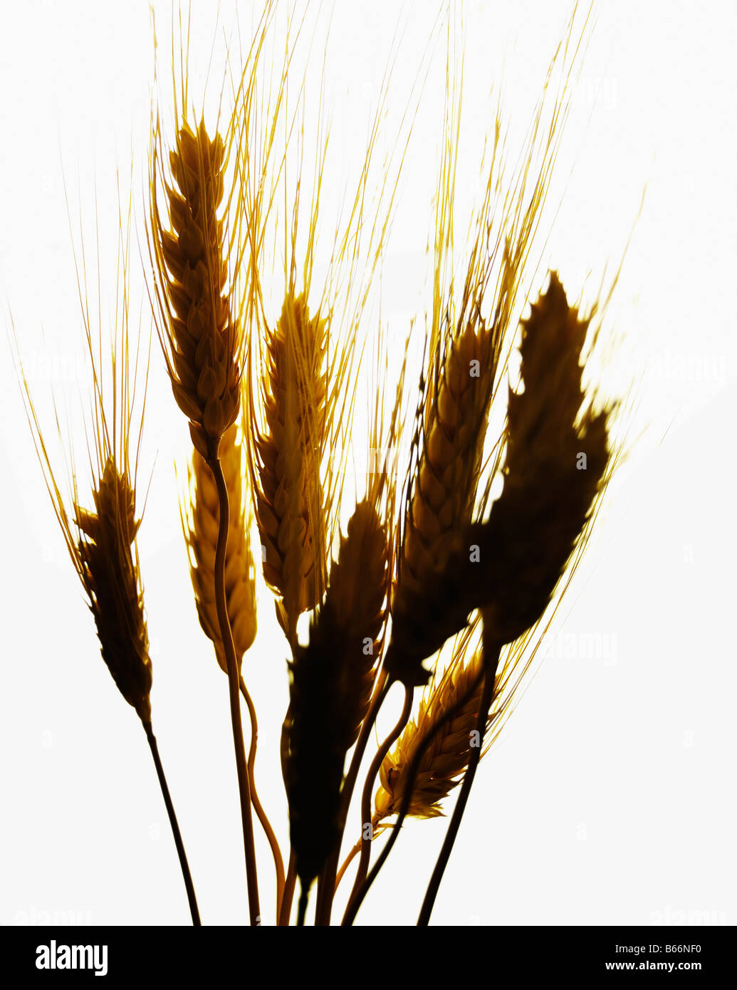 Bunch of Barley Plants Stock Photo - Alamy