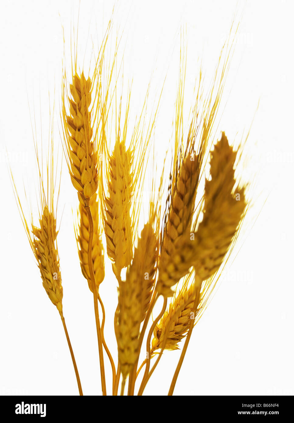 Bunch of Barley Plants Stock Photo - Alamy